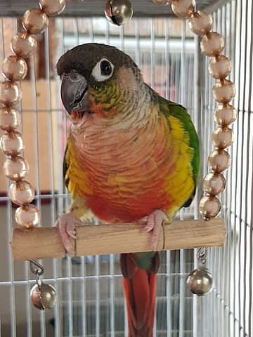 Green Cheek Conure Talking Ability | Parrot Quaker