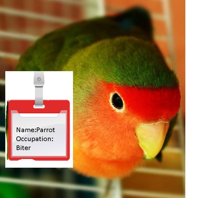 Parrot Quaker