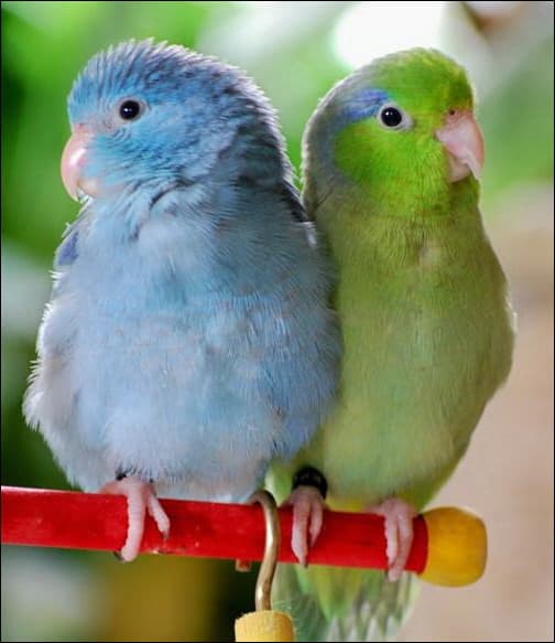 The Ultimate List of Green Parrots | Parrot Quaker