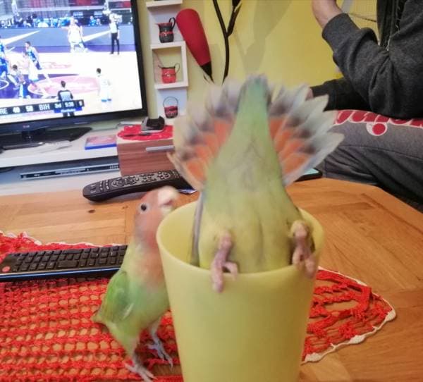 Is My Lovebird a Boy or Girl? 5 Ways to Tell Without a DNA Test ...