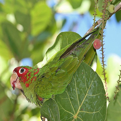 All You Need to Know About The Mitred Conure | Parrot Quaker