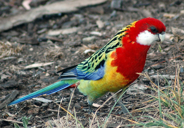 All About Eastern Rosella | Parrot Quaker